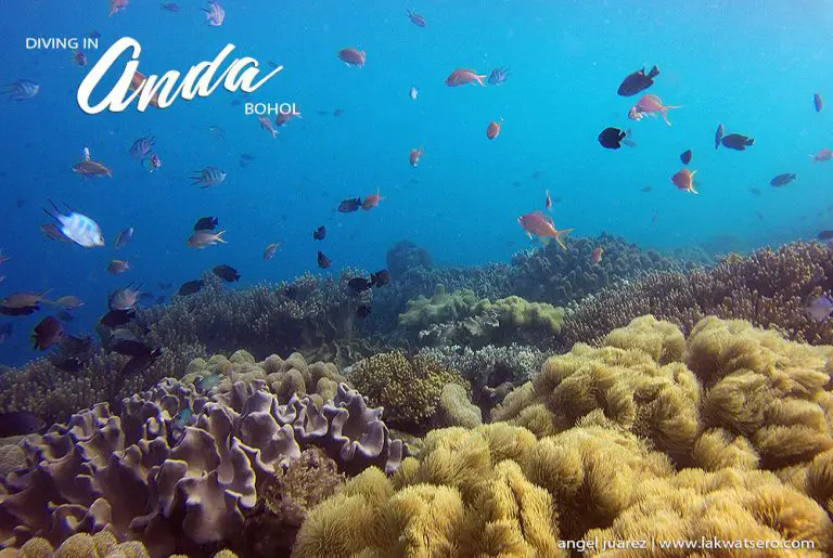 Scuba Diving in Anda: Bohol’s Greatest Underwater Surprise | Lakwatsero